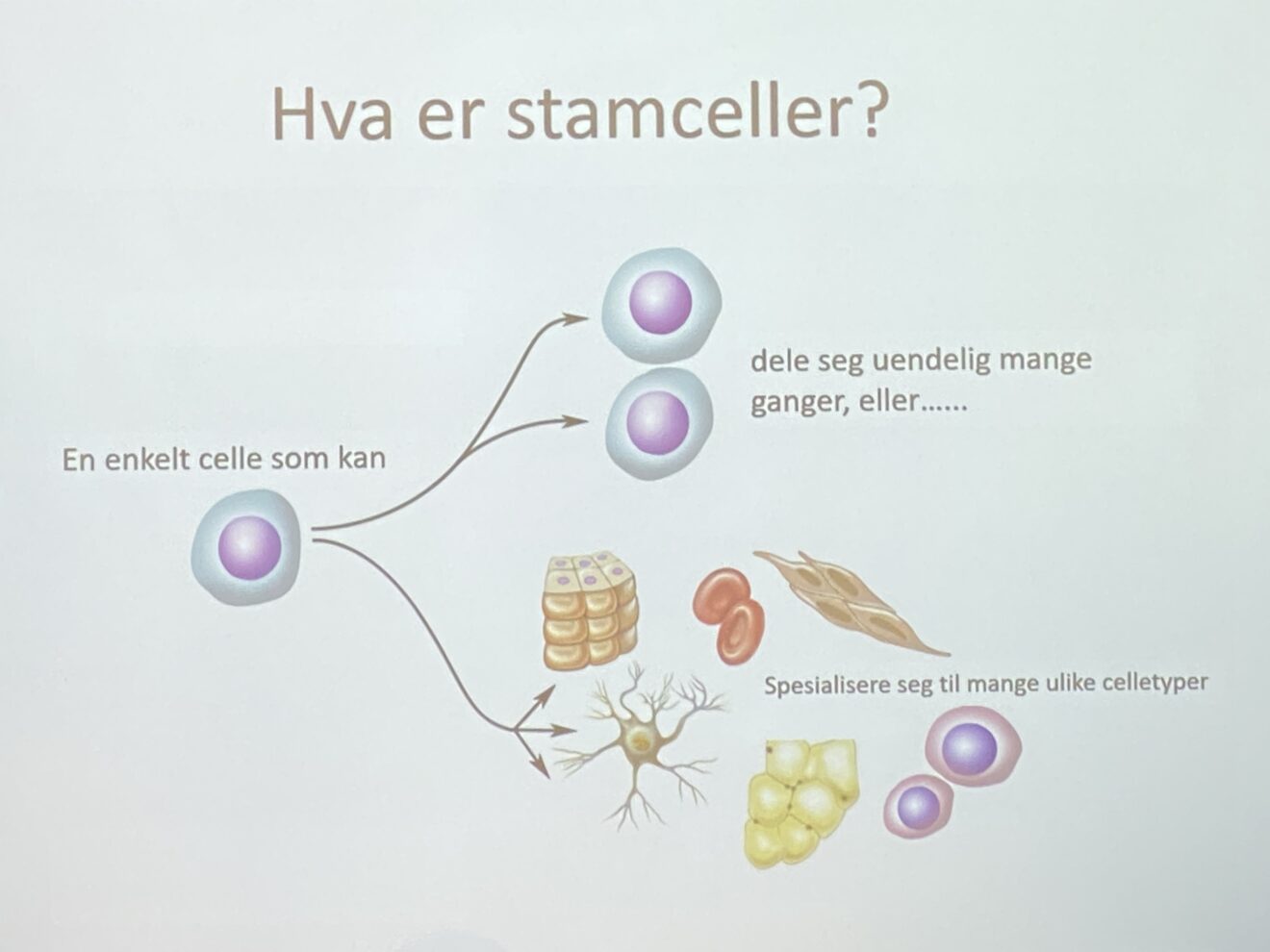Stamceller er kroppens superceller - Fornebu senioruniversitet
